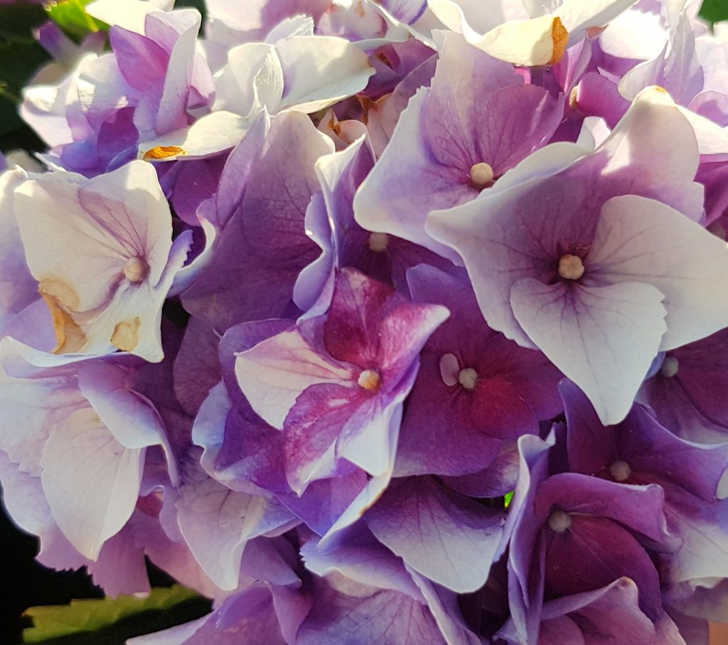 Memory Clinic : Sunset Country Family Health Team